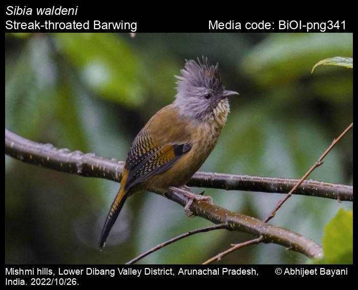 Sibia waldeni (Godwin-Austen, 1874) - Streak-throated Barwing | Birds